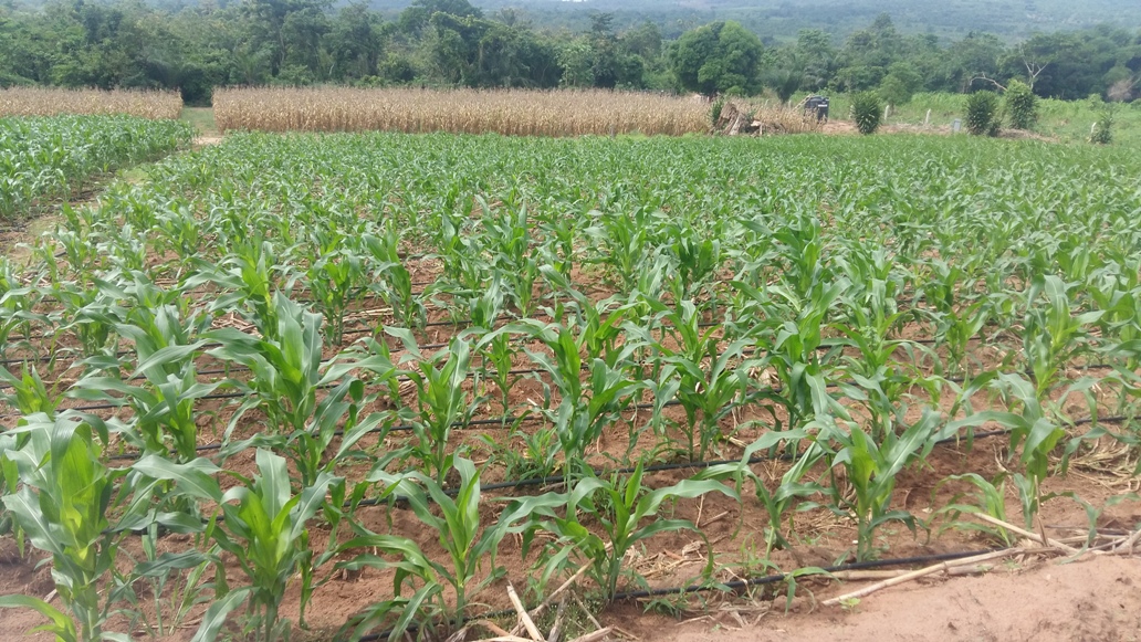 Our Produce - Legacy Crop Improvement Center