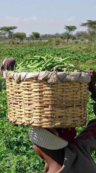 Legacy Seeds – Legacy Crop Improvement Center