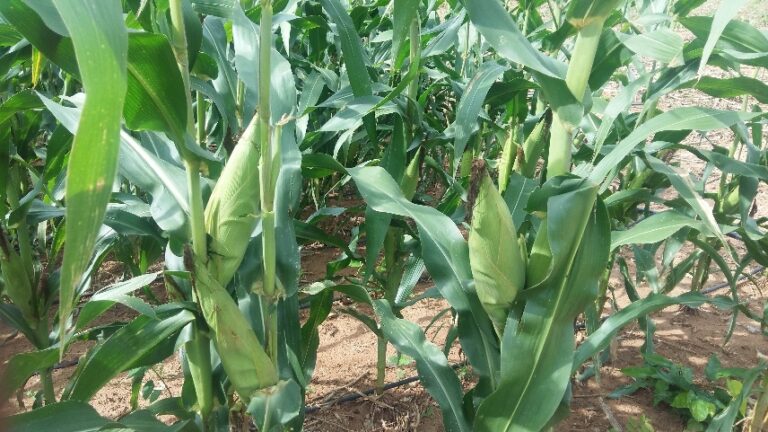 QUALITY PROTEIN SEED MAIZE PRODUCTION IN GHANA: A DISHONESTY OR ...