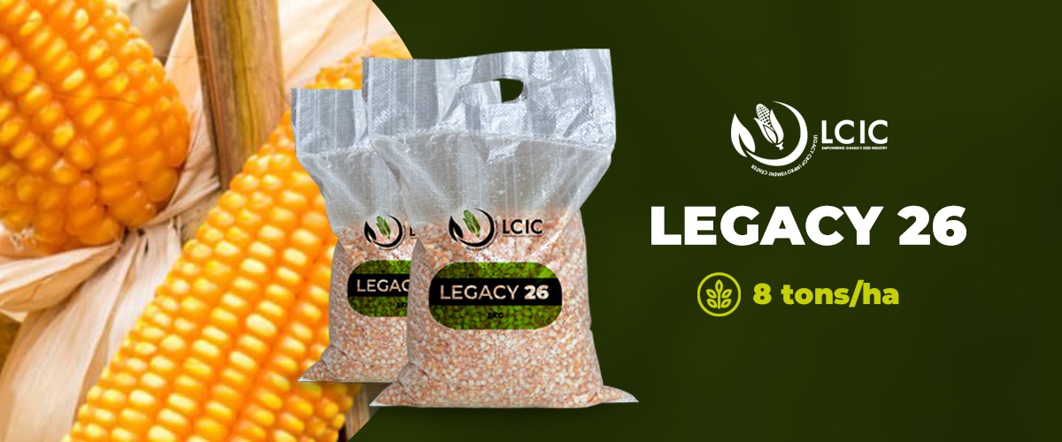 LEGACY 26 (Yellow Seed Maize) - Legacy Crop Improvement Center
